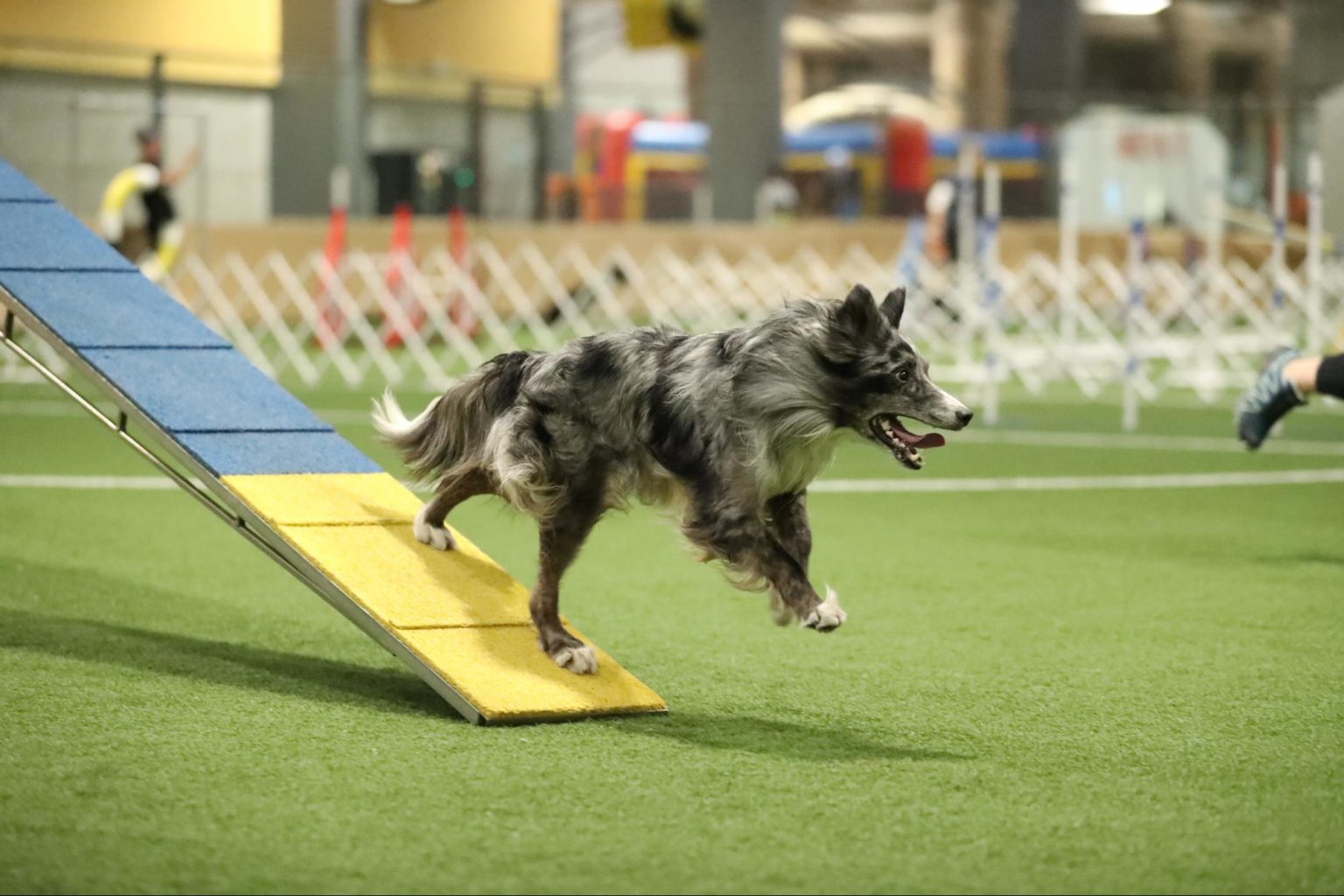 [AU-027] Fantastic Contacts: The Running Dog Walk – Agility University